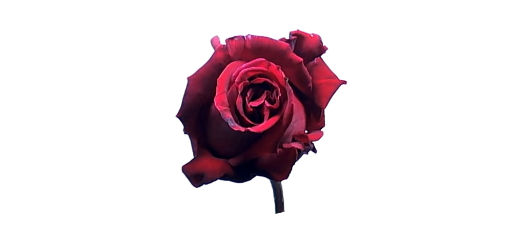 Time Lapse of Rose Blooming, Wilting, Dropping Petals and Dying - Stock ...