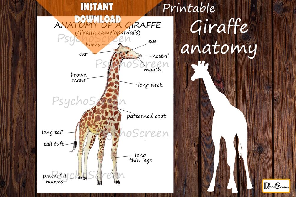 Giraffe anatomy poster, Body parts, Diagram, Animals, Mammals