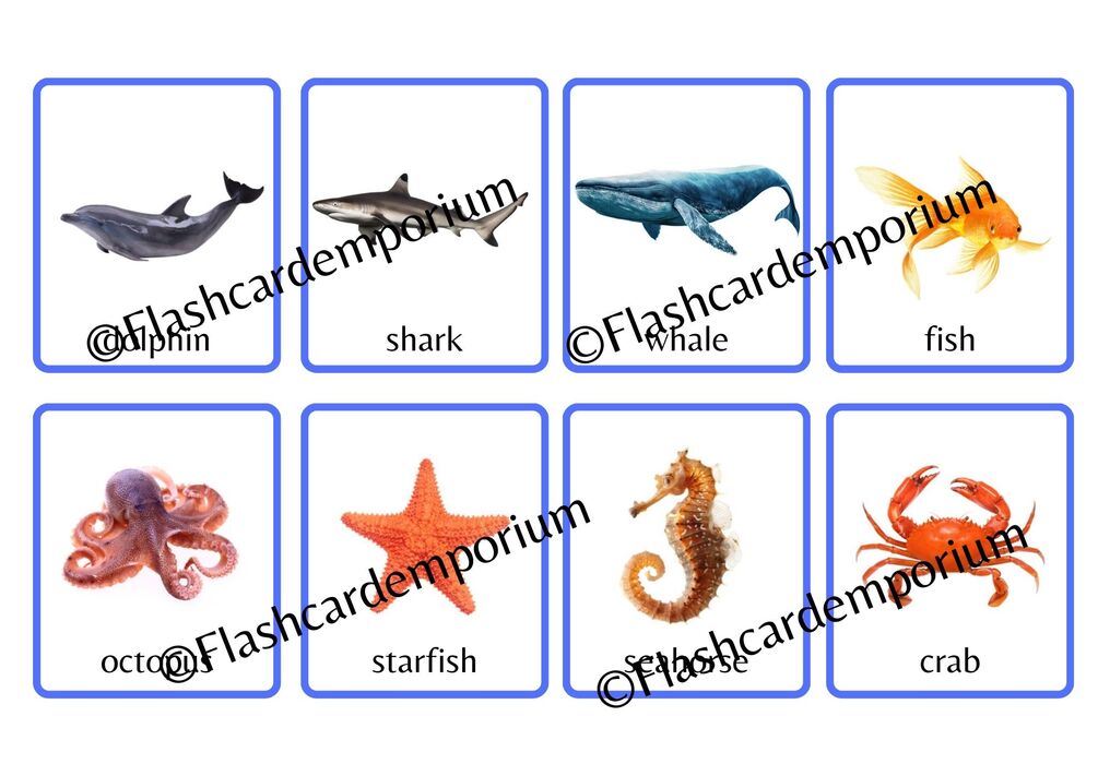 Sea Creature flashcards kindergarten nursery