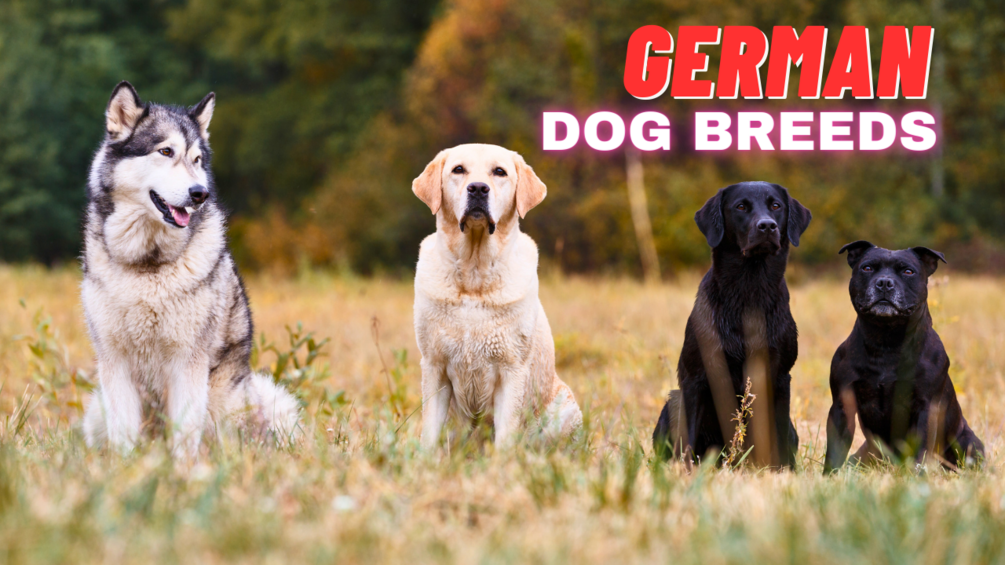 GERMAN DOG BREEDS