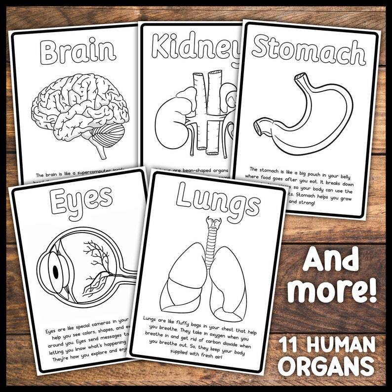 Anatomy Human Organs Body Coloring Book – Learn and Color the Human Body!