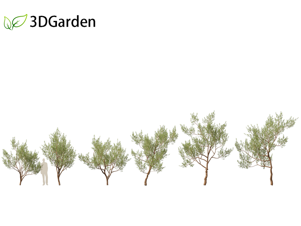 Olea europaea – Common olive 02 3D Model