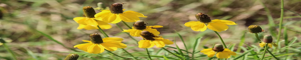 The Beauty of Native Plants in the Southeast