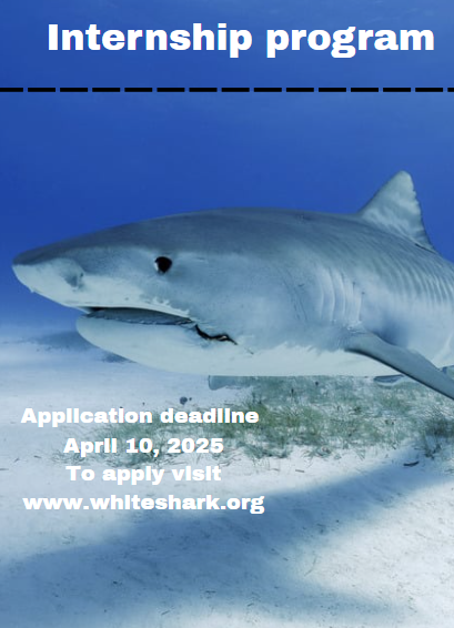 Shark Internship program