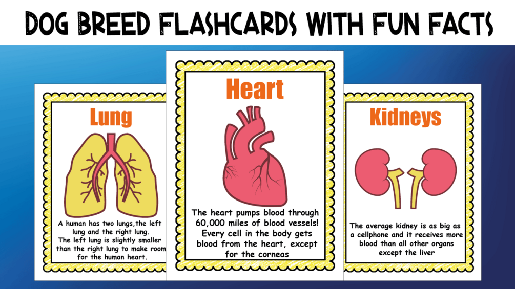Human Body Organs Flash Cards with Facts
