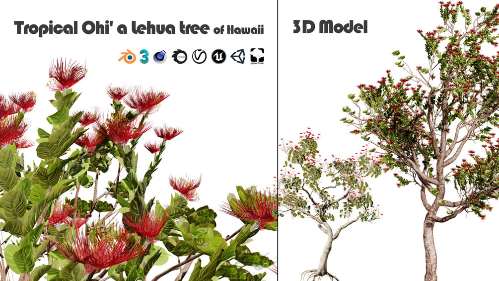 low poly Tropical Ohi'a Lehua Tree of Hawaii 3D Model