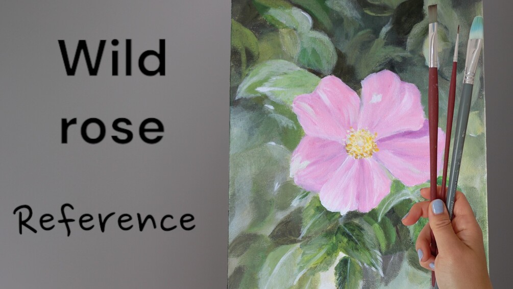 Wild rose, reference photo and drawing
