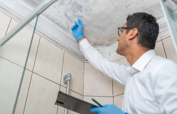 Effective Mold Removal in Los Angeles: Protecting Your Property and Health