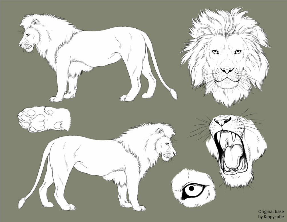 Lion Reference Sheet Base (feral, male)