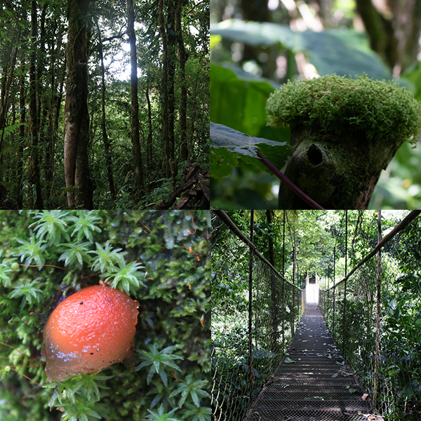 PACK / FOREST PHOTO REFERENCE