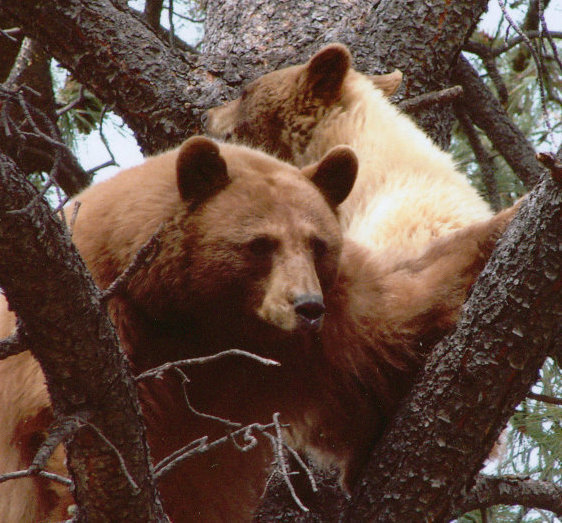 Bears! Bears! Bears! (Digital Program)