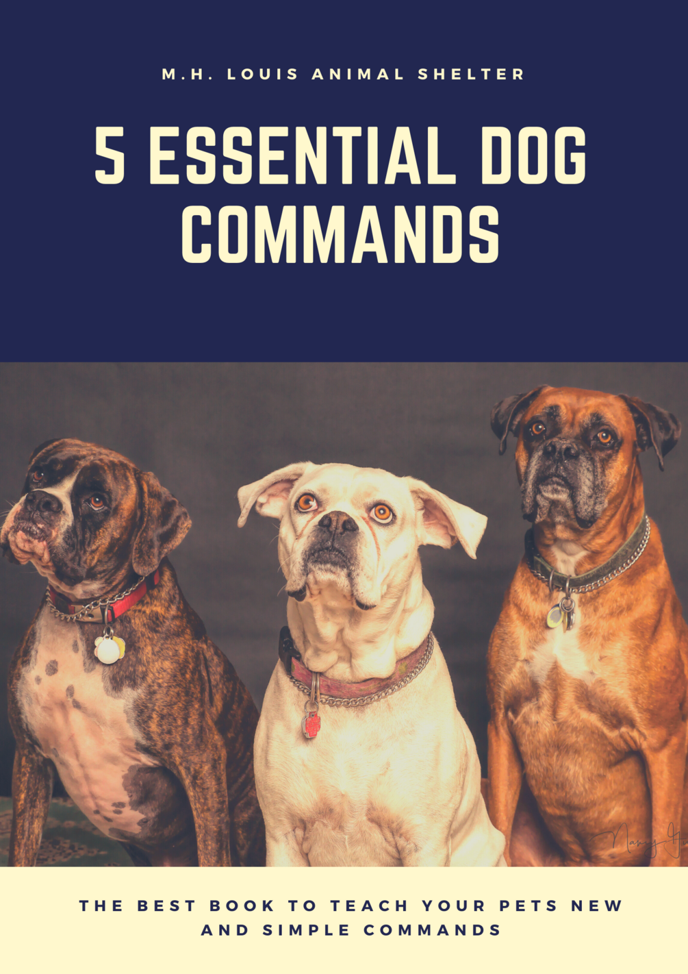 5 Essential Dog Commands