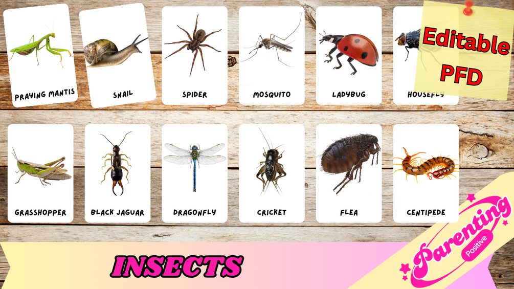 INSECTS • 30 Editable Montessori Cards • Flash Cards Nomenclature ...
