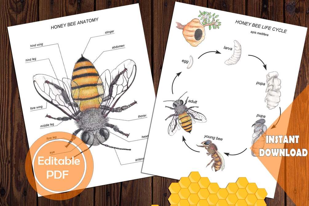 HONEY BEE Anatomy, Life cycle & Spin wheel, Body parts, Watercolor print
