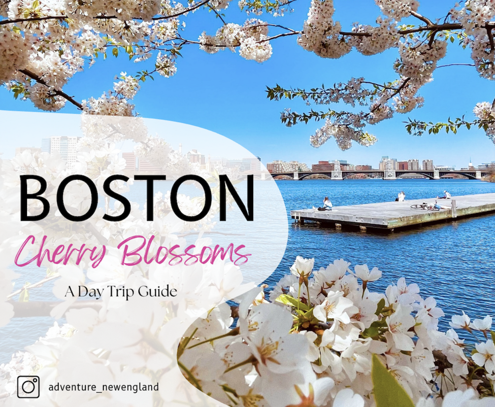 Boston Cherry Blossoms Guide