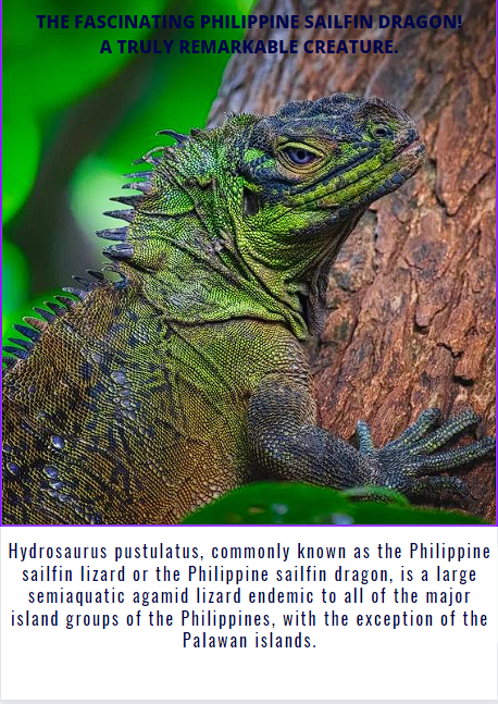 The fascinating Philippine Sailfin Dragon! A truly remarkable creature.