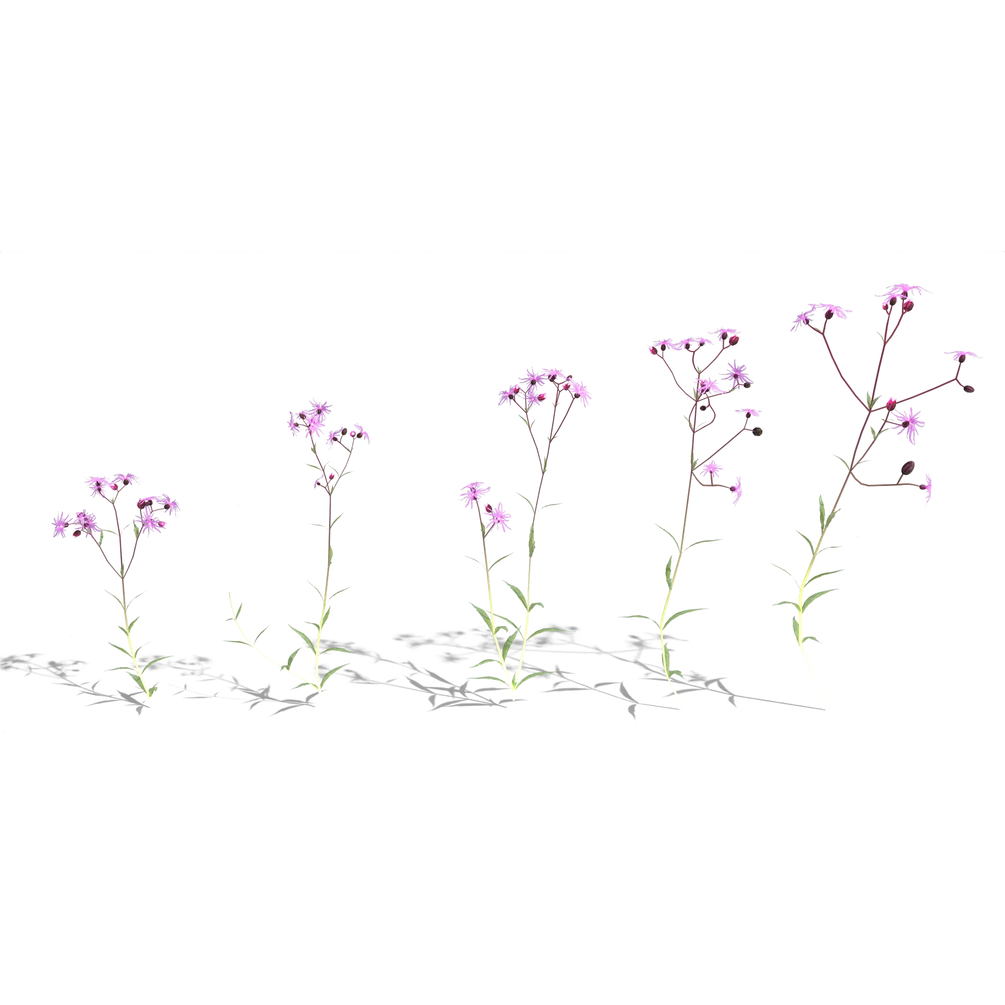 Ragged Robin Pack
