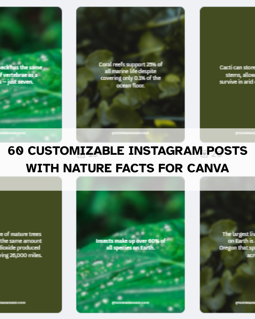 60 editable instagram posts with nature facts for Canva