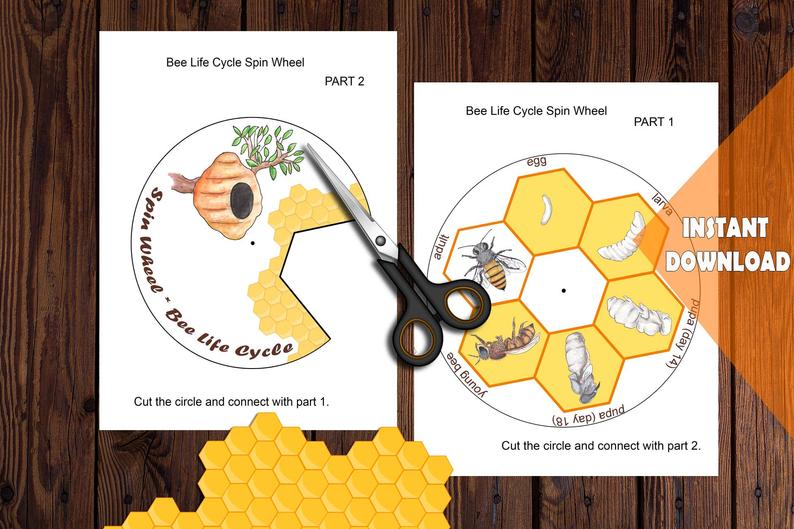 HONEY BEE Anatomy, Life cycle & Spin wheel, Body parts, Watercolor print