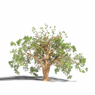 blender Quick Trees Addon