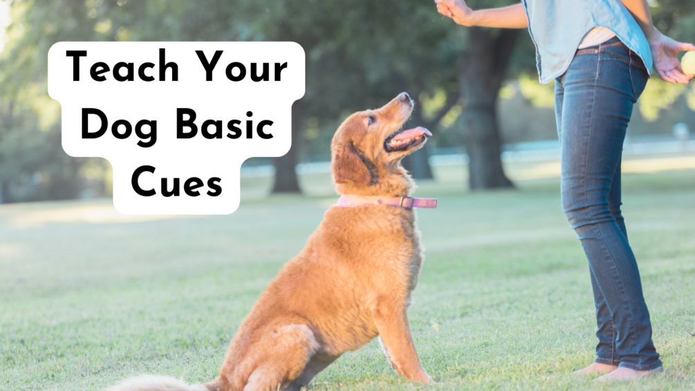 Teach Your Dog Basic Cues