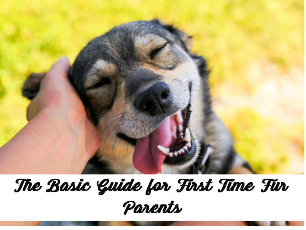 The Basic Guide for First time Fur Parents