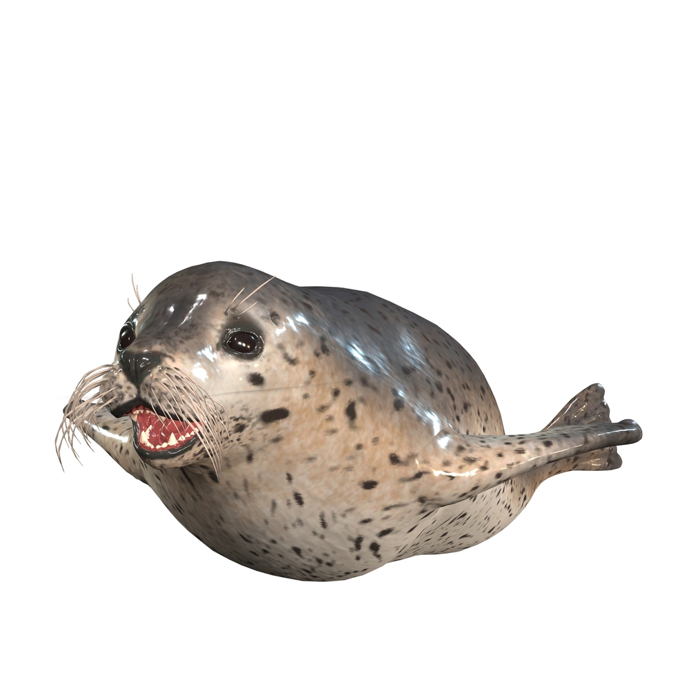 FISH SEAL SEA LION SEA SEAL FISH SEA CREATURE 3D MODEL ANIMATED RIGGED