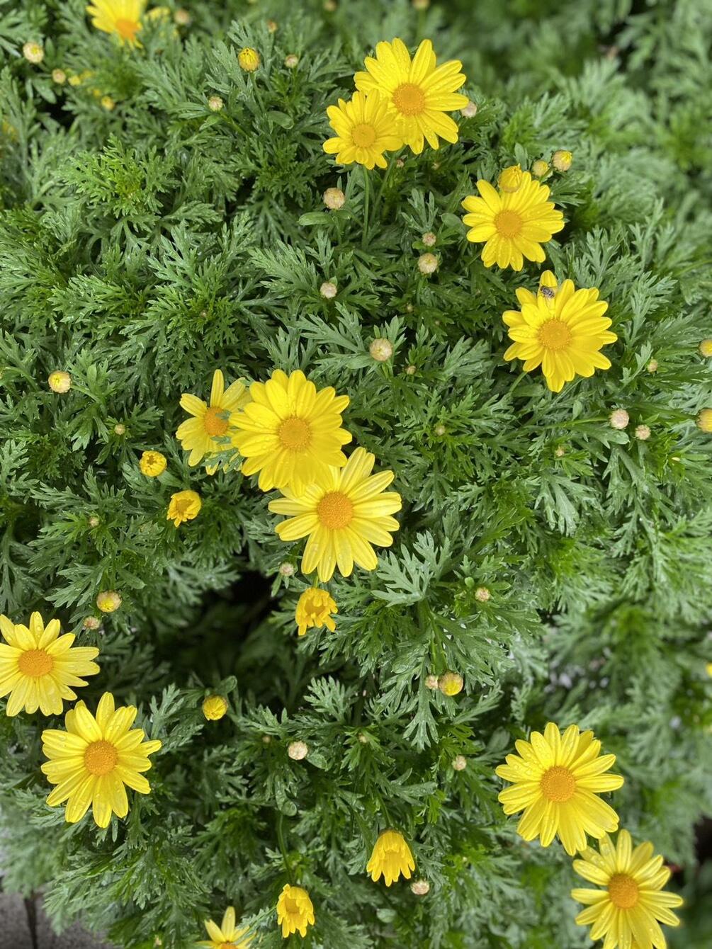 Botanical Stock Photo Pack vol.1｜6 Natural Flower & Greenery JPGs 植物特寫 ...