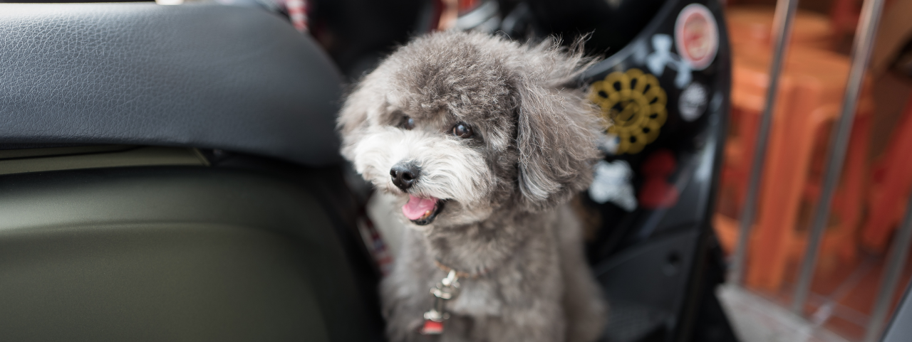 How to Fly with a Small Dog: A Step-by-Step Guide