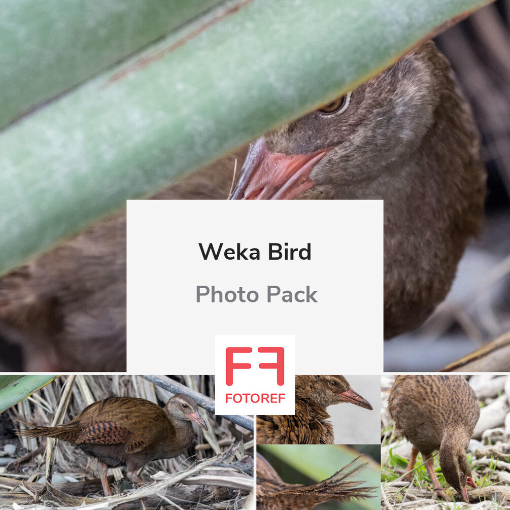 139 photos of Weka Bird
