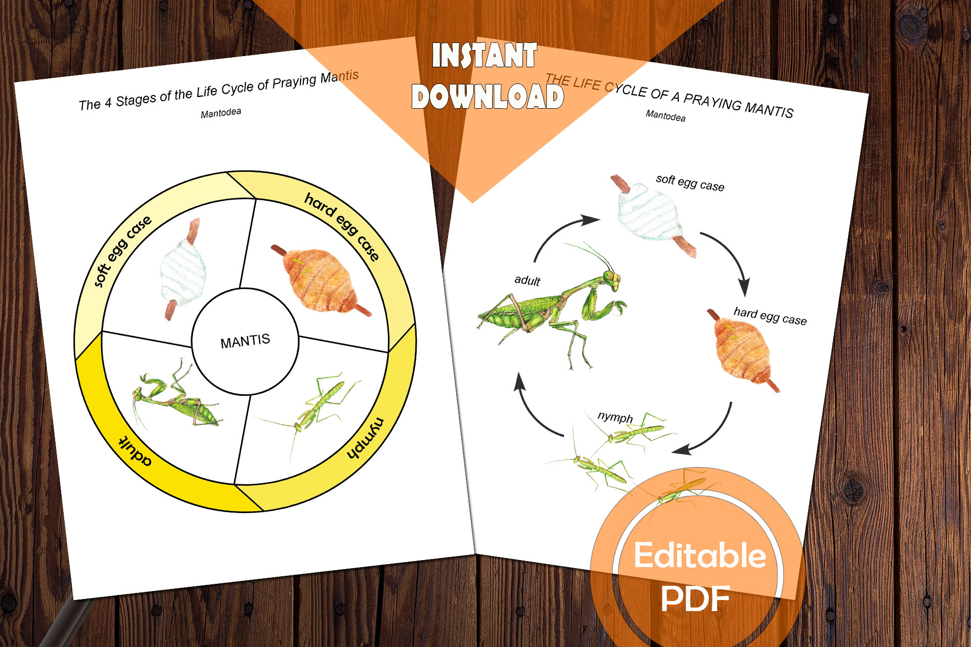 PRAYING MANTIS ANATOMY AND LIFE CYCLE, Body parts, diagram and activities