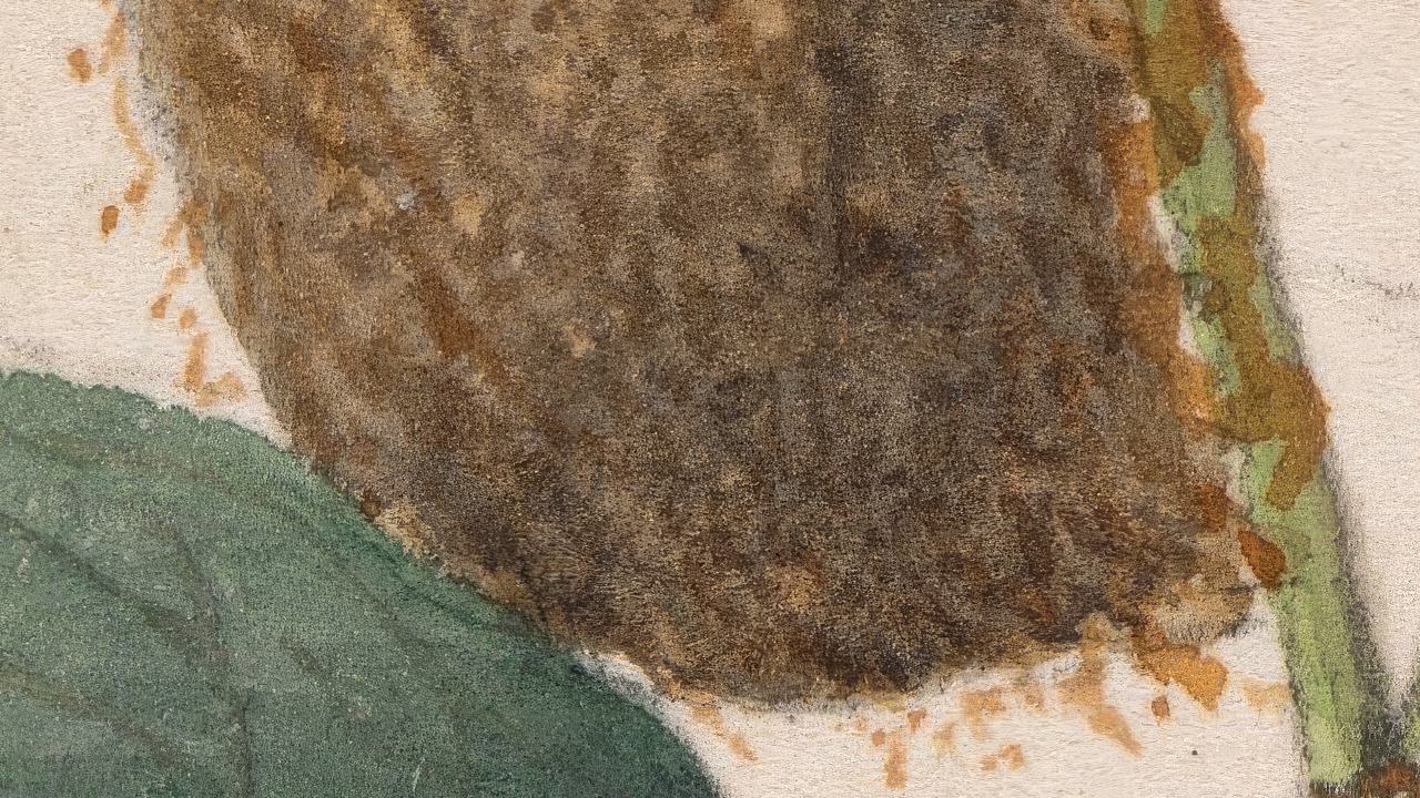 Emperor Gum Moth, Opodiphthera eucalypti by Arthur Bartholomew