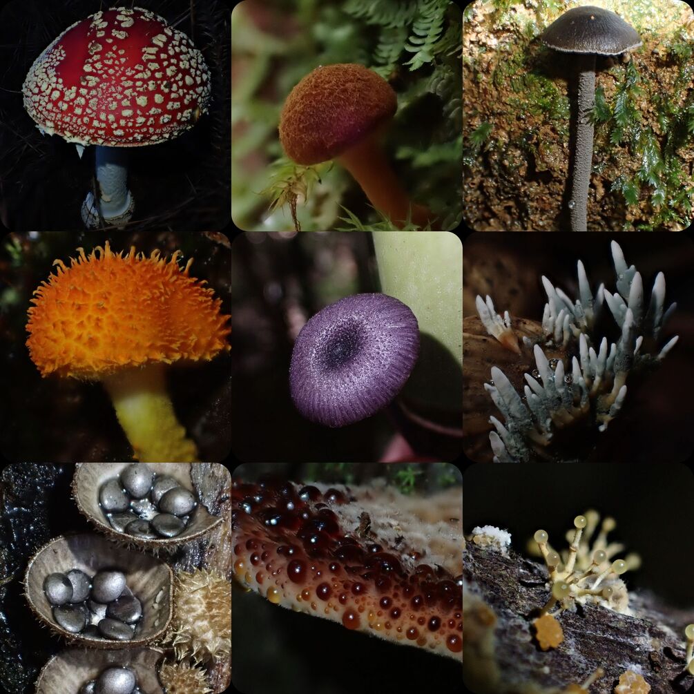 EARTHLING CARDS Part 4 FUNGI mushrooms - Australian Macro Photography ...