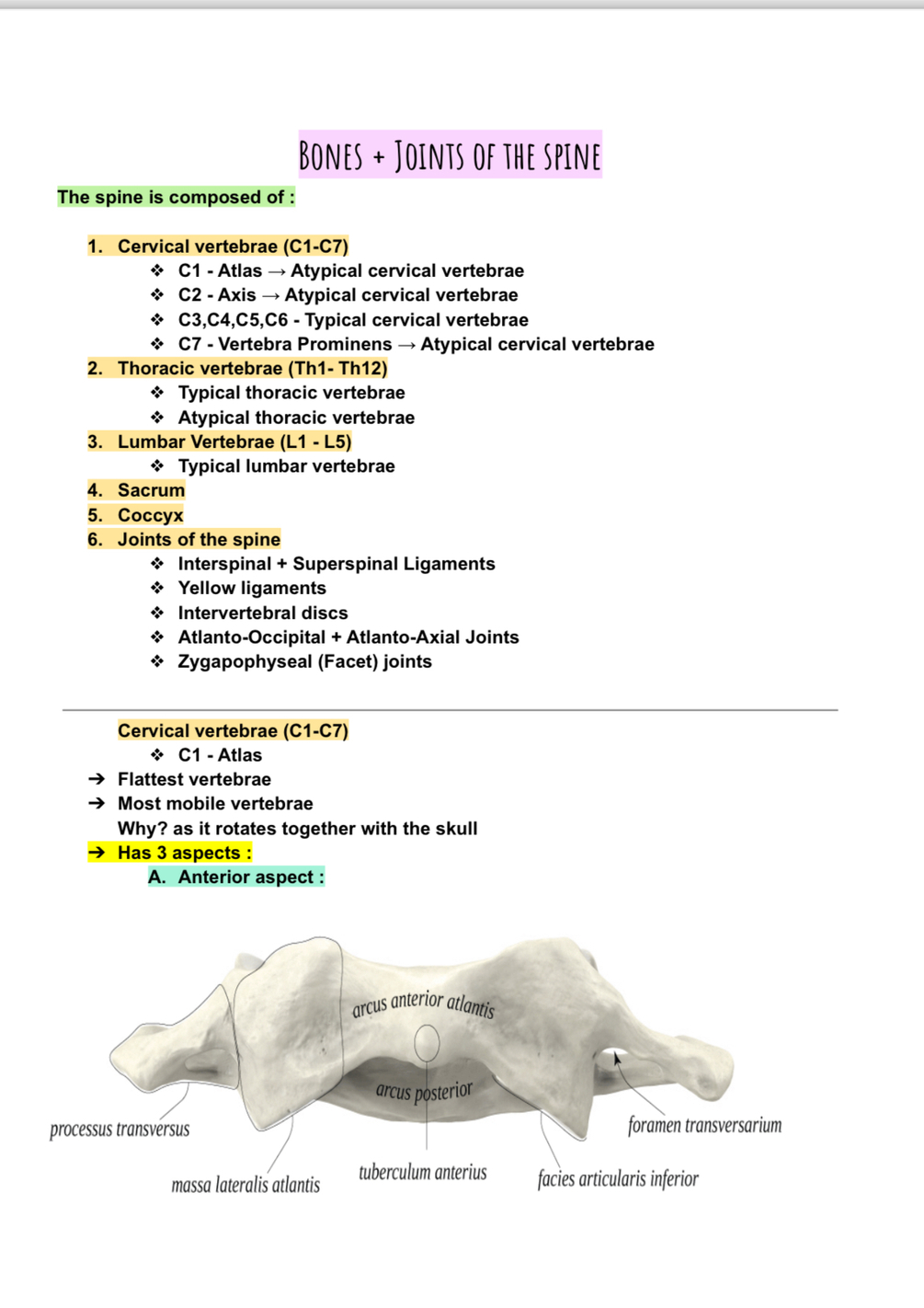 Bones and joints of the spine