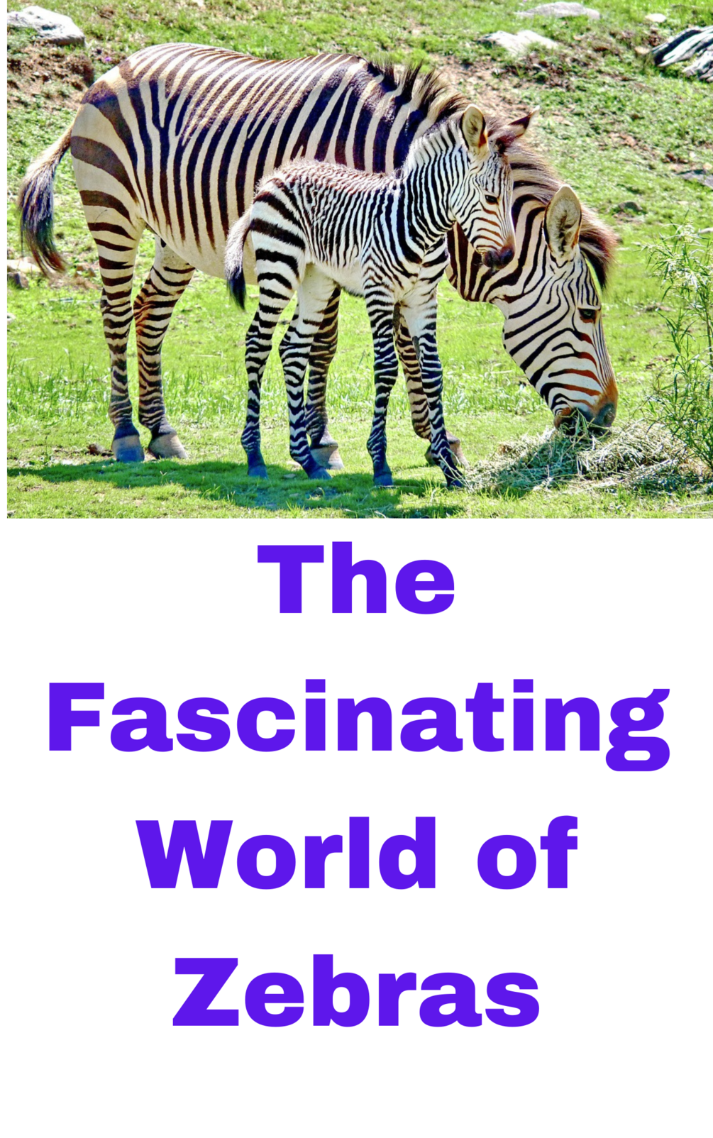 The Fascinating World of Zebras