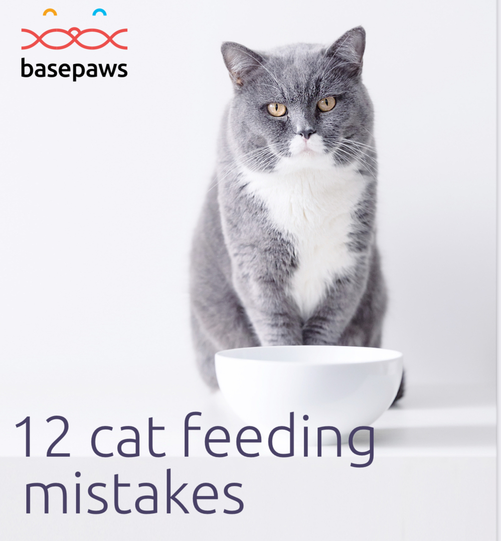 12 cat feeding mistakes