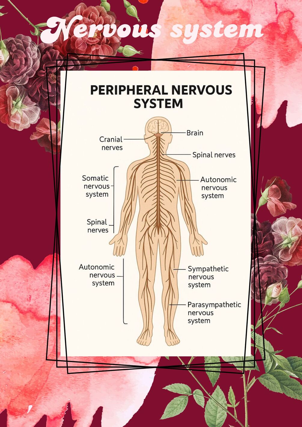Poster for learning the nervous system