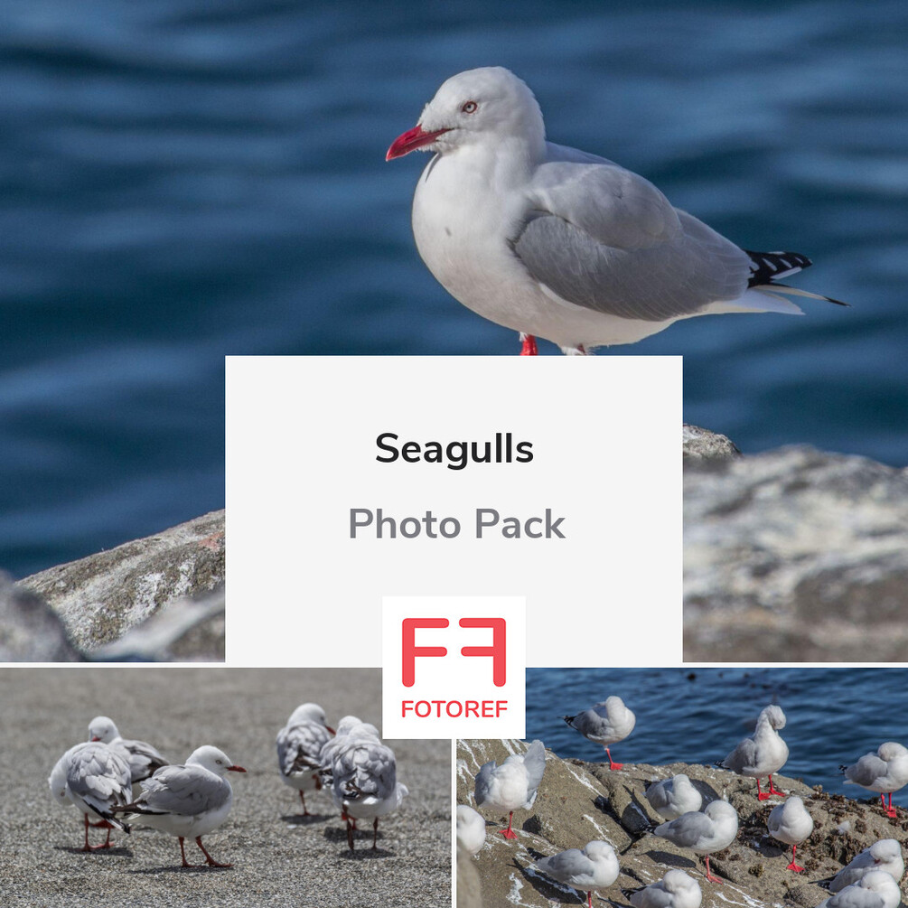 132 photos of Seagulls