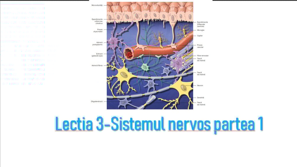 Lectia 3 Sistemul Nervos partea 1
