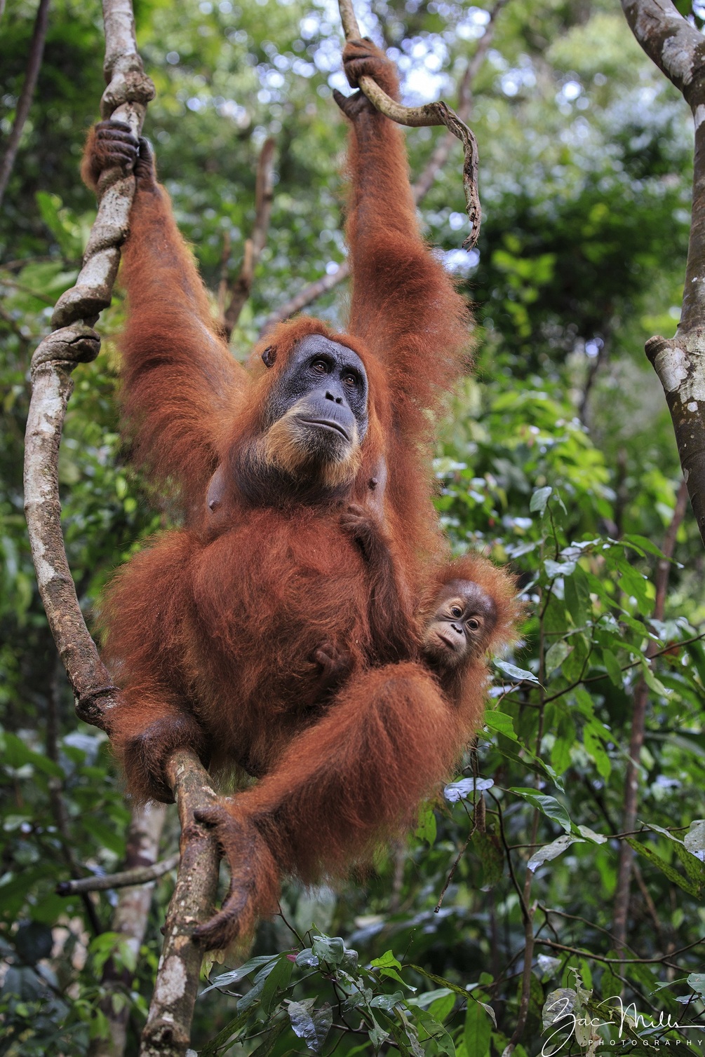 Orangutan Conservation