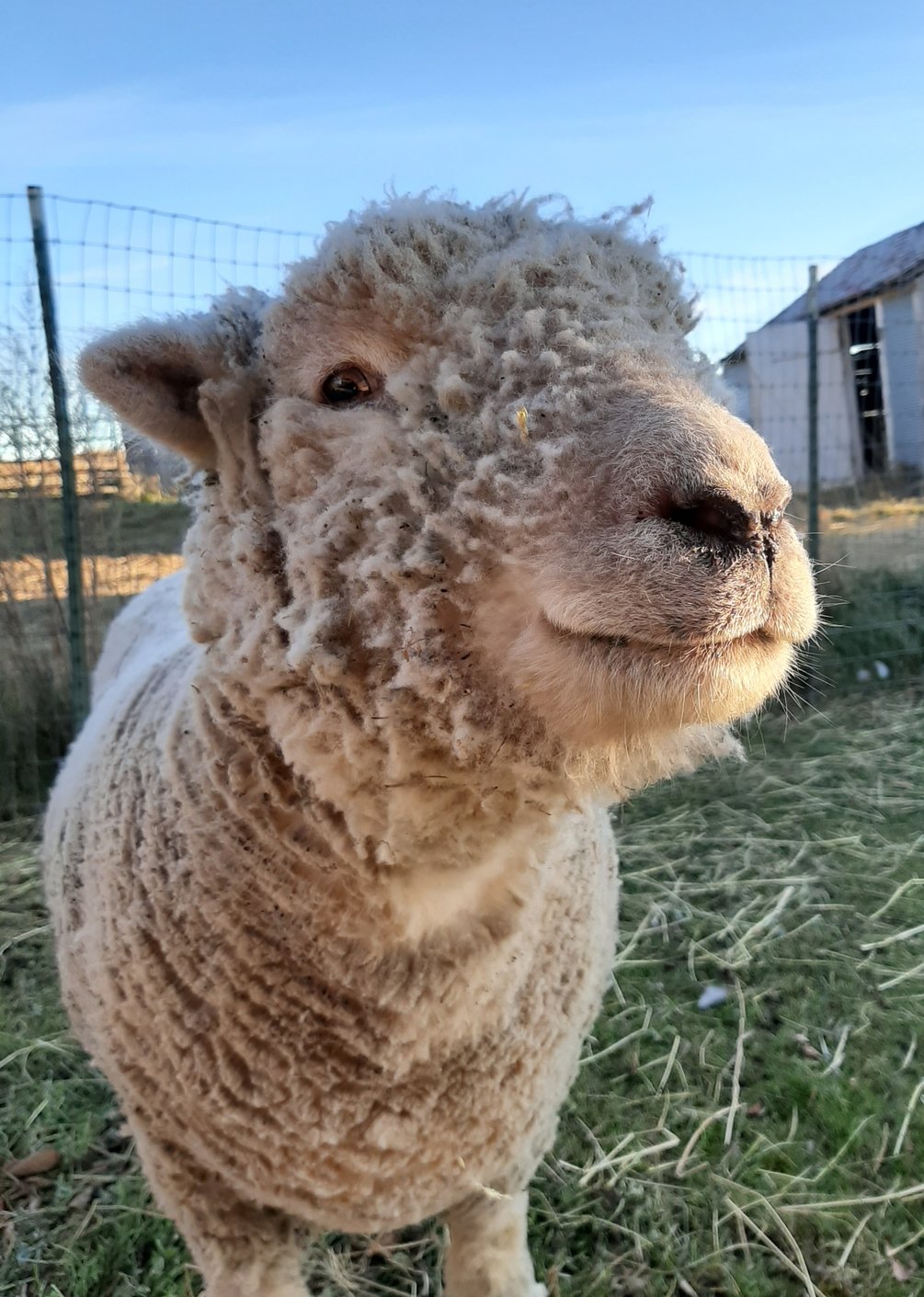 Smiling Sheep Feeders