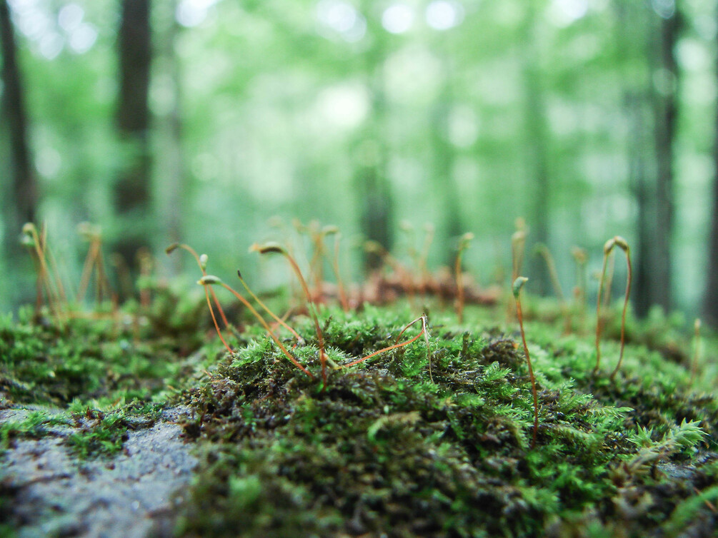 Moss - Reference Pack