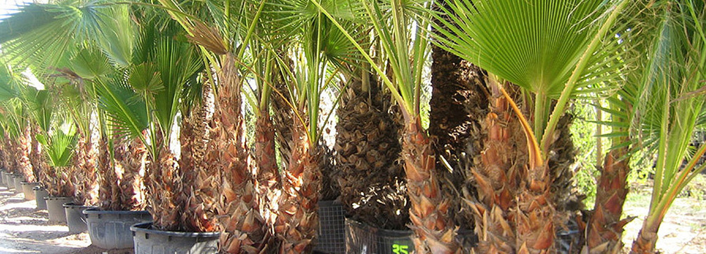 Palmeras