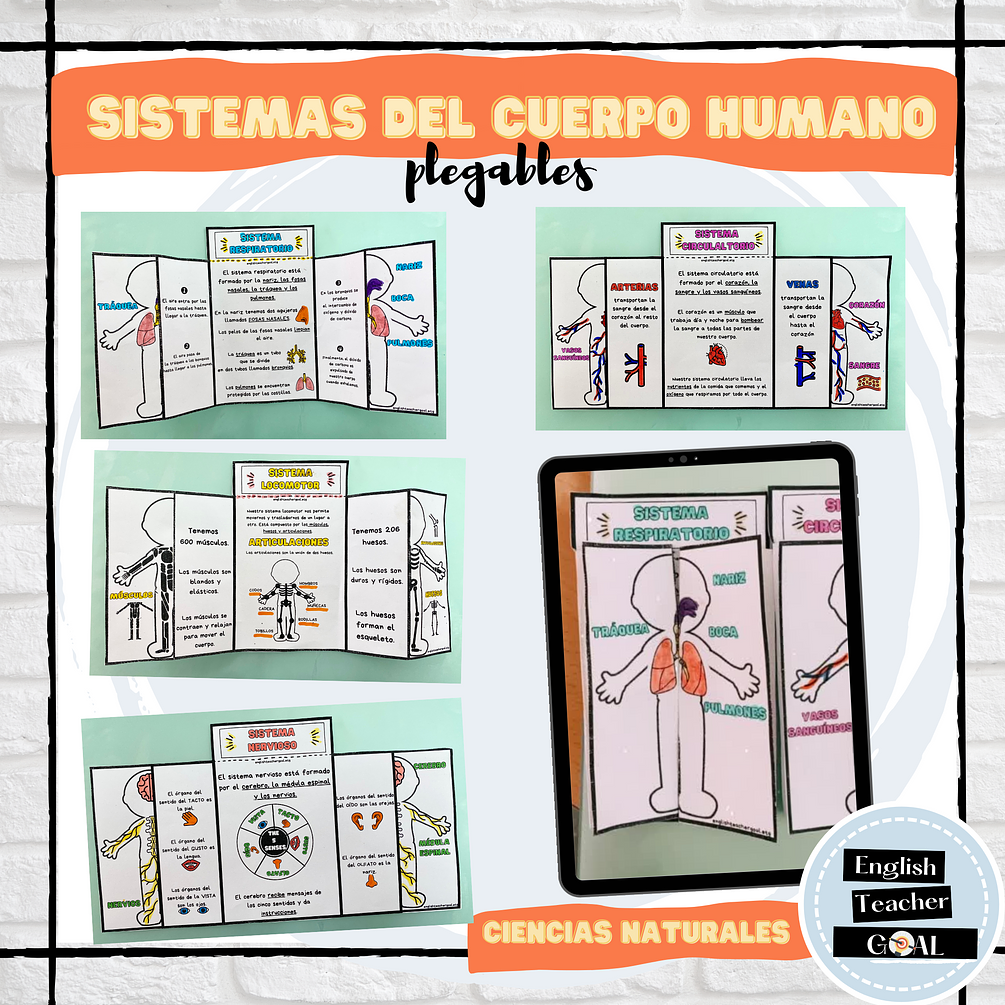 LOS SISTEMAS DEL CUERPO PLEGABLES