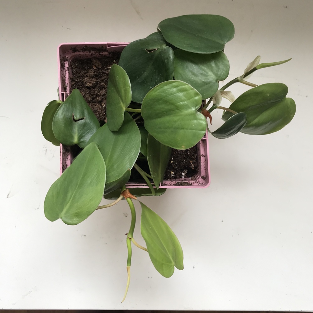 Heartleaf Philodendron