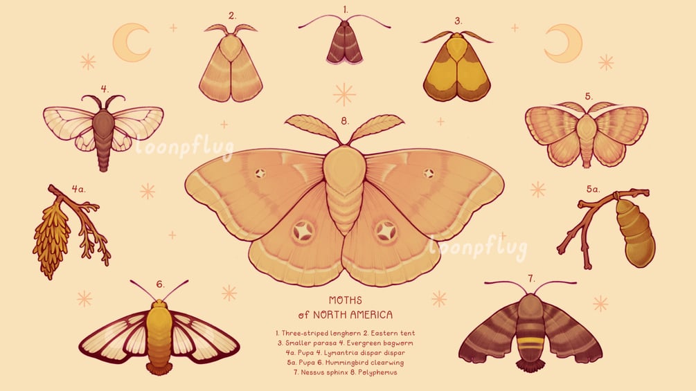 Moth Desktop Background!