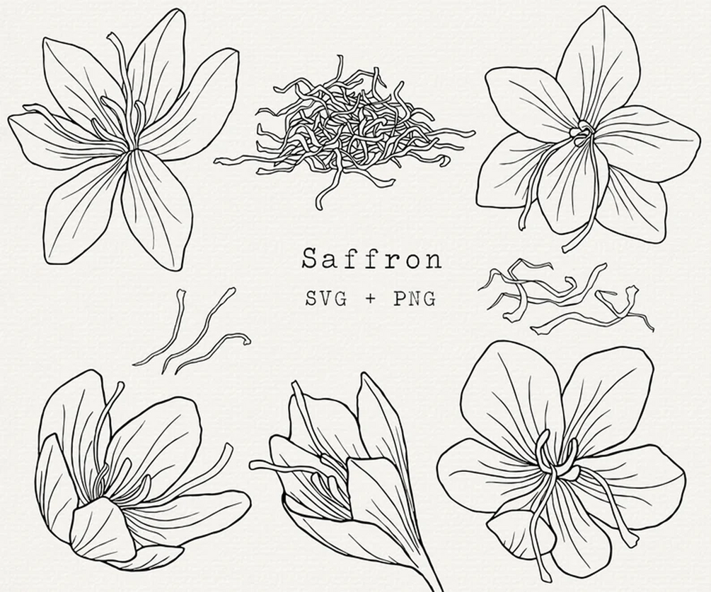Saffron SVG Clip Art, Commercial Use, Saffron Flower Vector ...