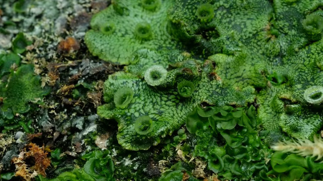 Time Lapse of a Liverwort and Moss Growing From Blended Moss - Stock ...
