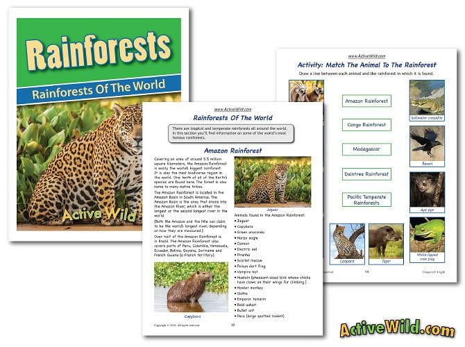 Rainforest Workbook: Rainforests Of The World