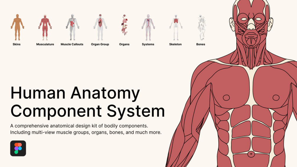 Human Anatomy Component System